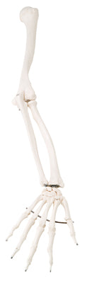 3B Scientific Anatomical Model - loose bones, arm skeleton (wire ...