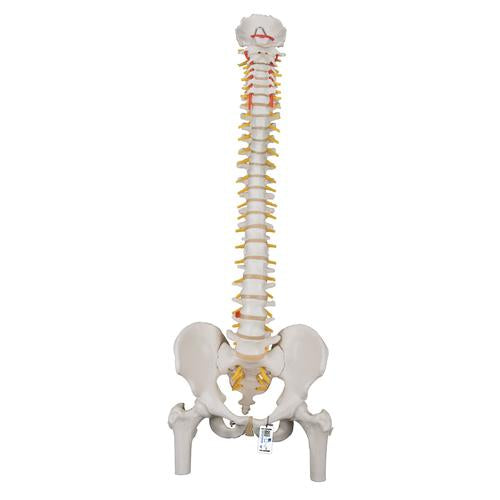 Classic Flexible Human Spine Model with Femur Heads - 3B Smart Anatomy ...
