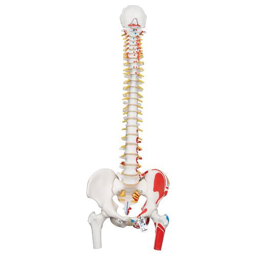 Classic Human Flexible Spine Model with Femur Heads & Painted Muscles ...