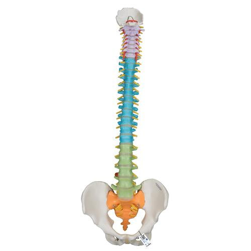 Didactic Flexible Human Spine Model - 3B Smart Anatomy