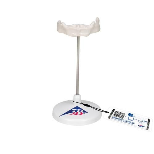 Human Hyoid Bone Model, on Stand - 3B Smart Anatomy