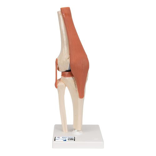 Functional Human Knee Joint Model with Ligaments & Marked Cartilage ...