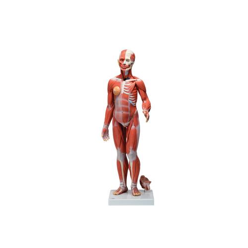 1/2 Life-Size Complete Human Female Muscle Figure, without Internal ...