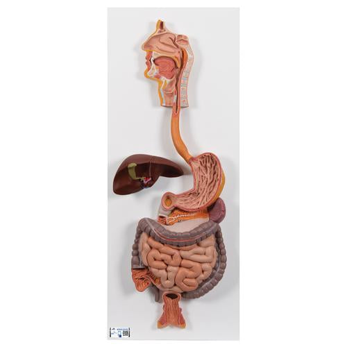 Human Digestive System Model, 2 part - 3B Smart Anatomy - 1000306 ...