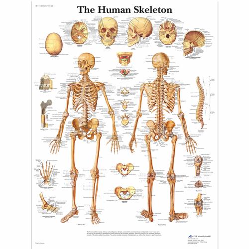 Human Skeleton Chart - 1001468 | TENSnet.com