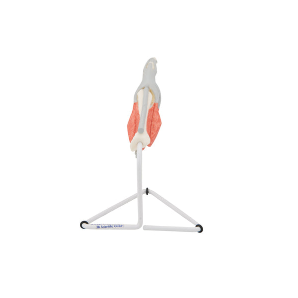 Life-Size Finger Model with Muscles & Tendons - 3B Smart Anatomy ...