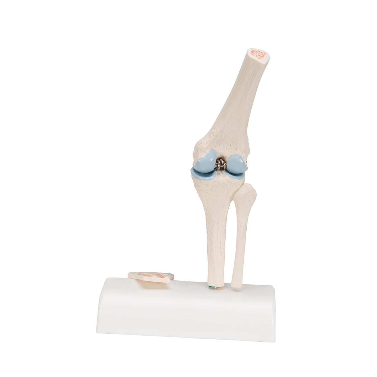 Mini Human Knee Joint Model with Cross Section - 3B Smart Anatomy ...
